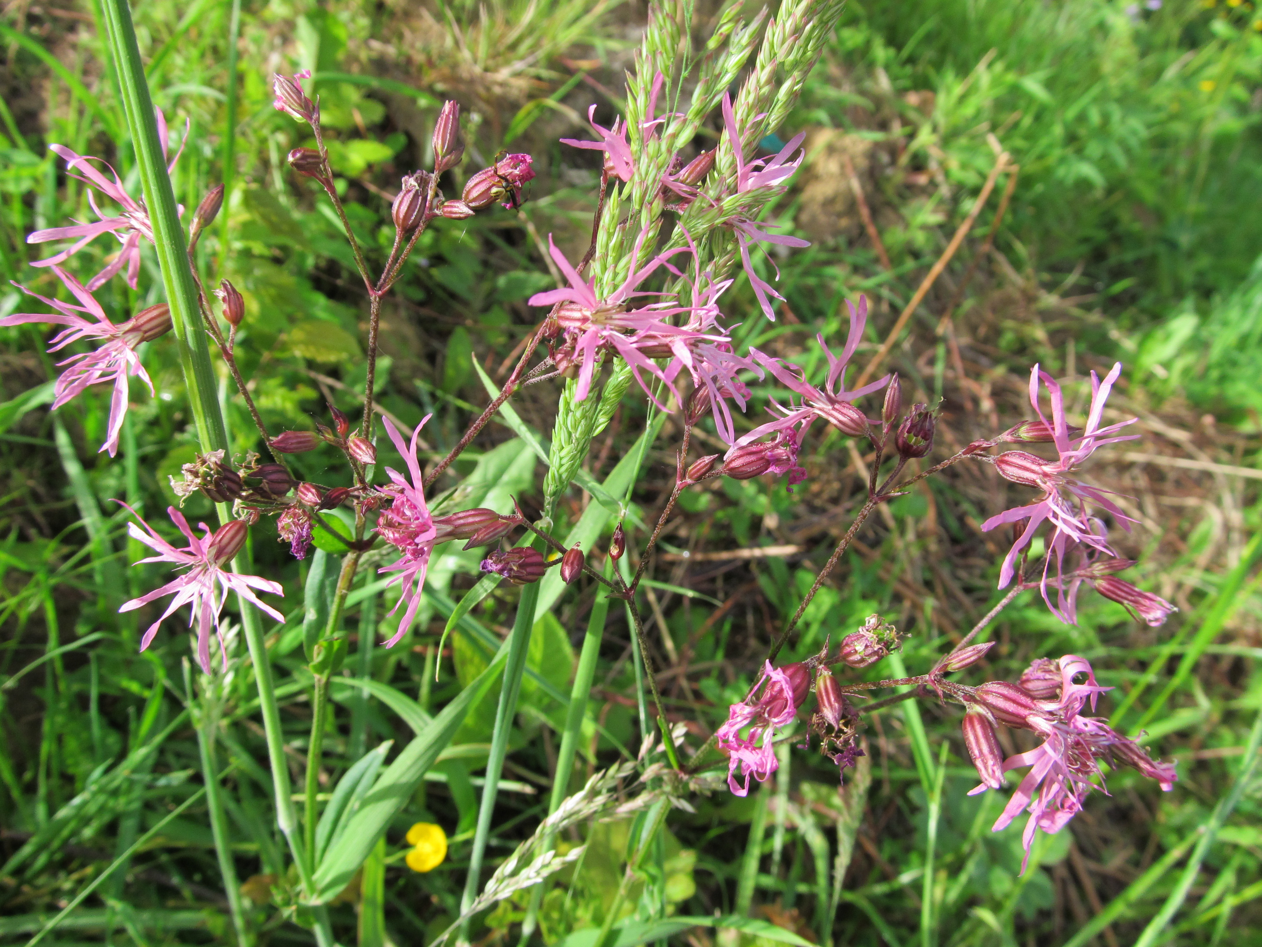 trava by AlphaSystem