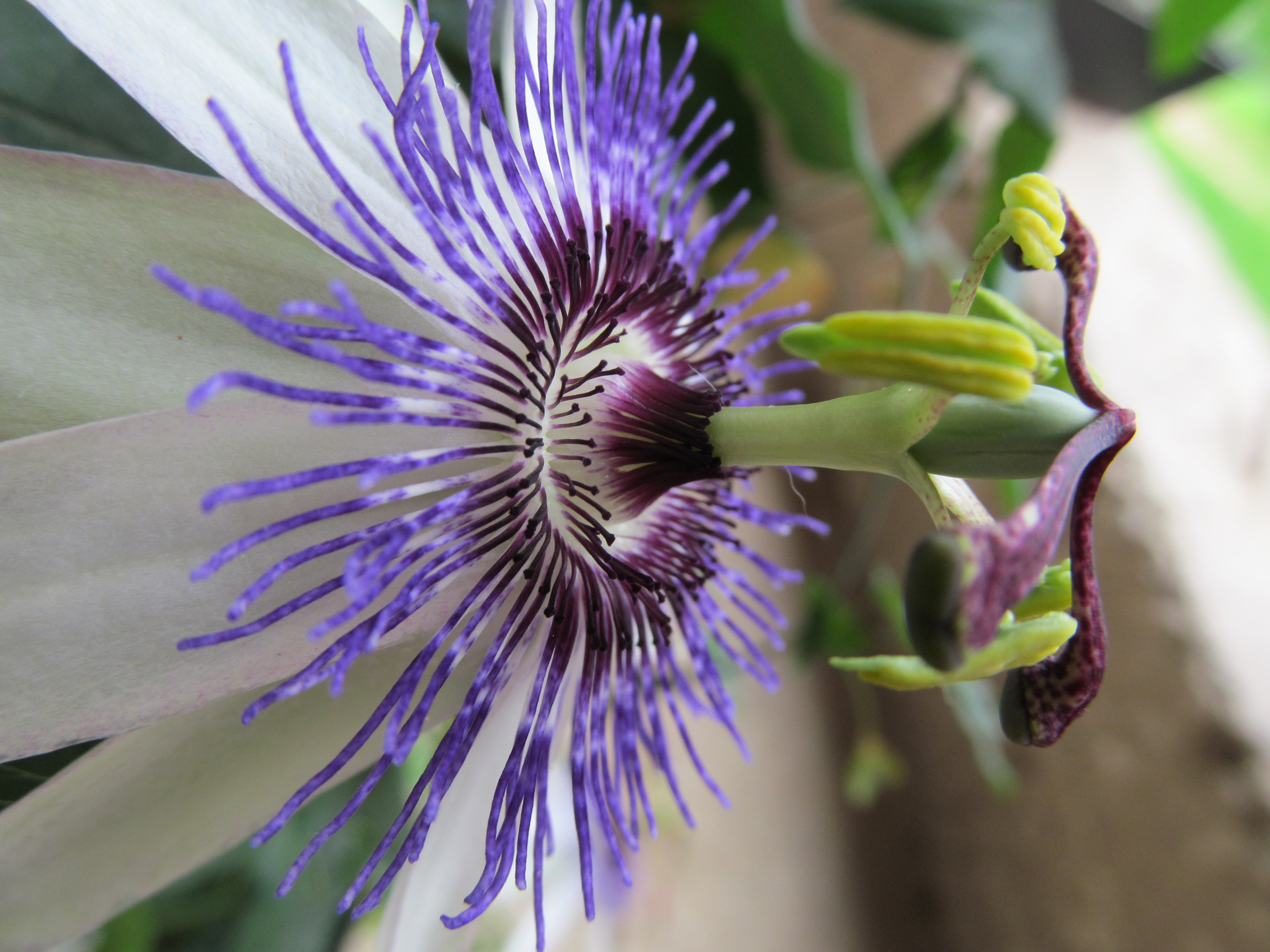 Nature Passion Flower 4k Ultra HD Wallpaper