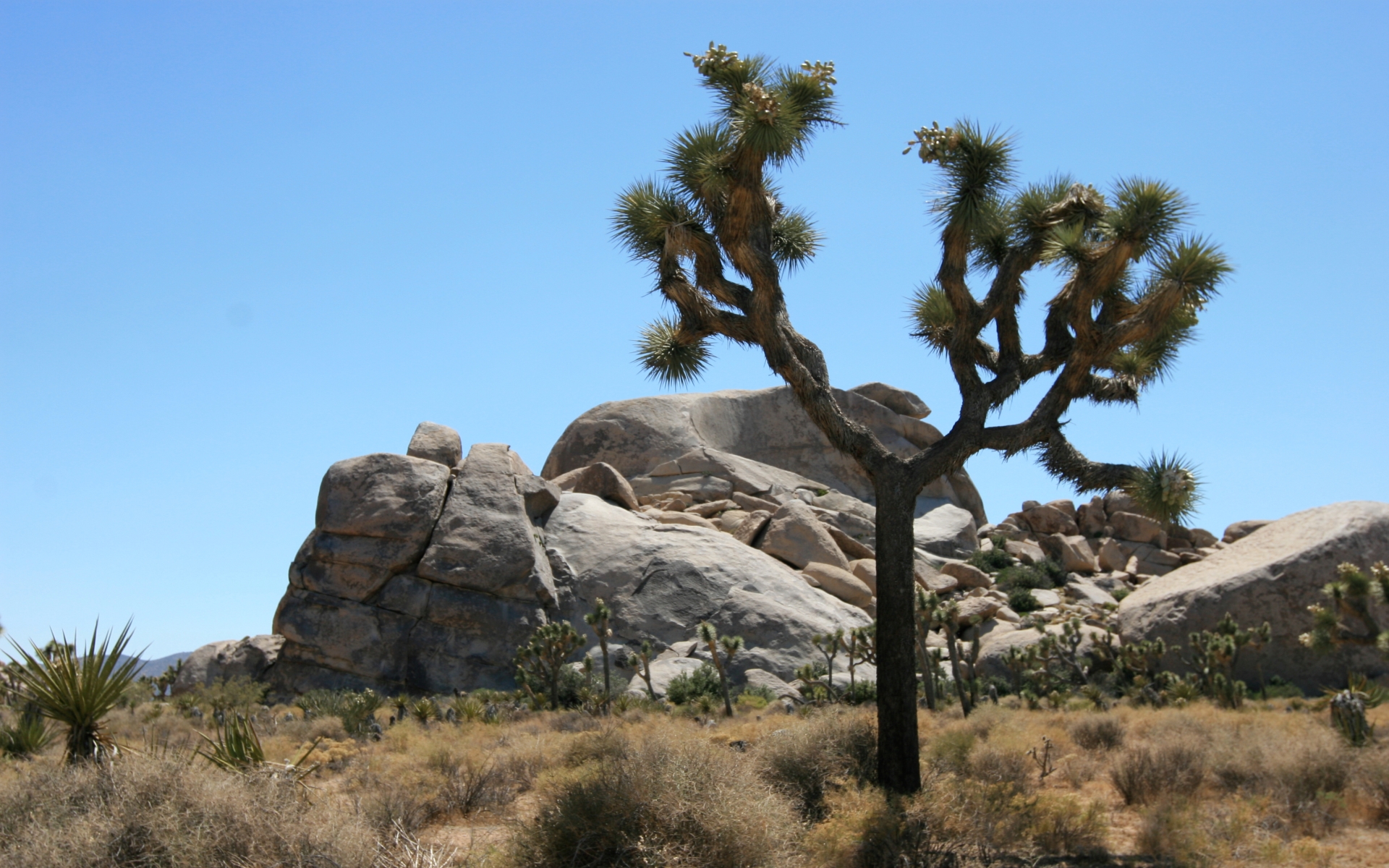 Download Nature Joshua Tree National Park HD Wallpaper