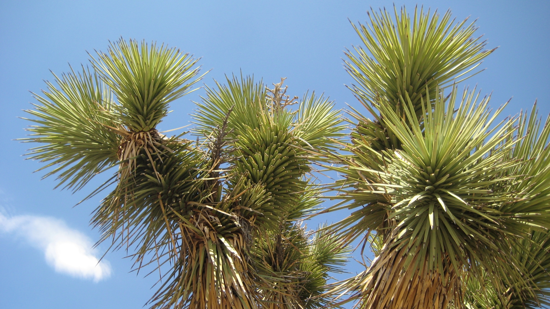 Download Nature Joshua Tree National Park HD Wallpaper