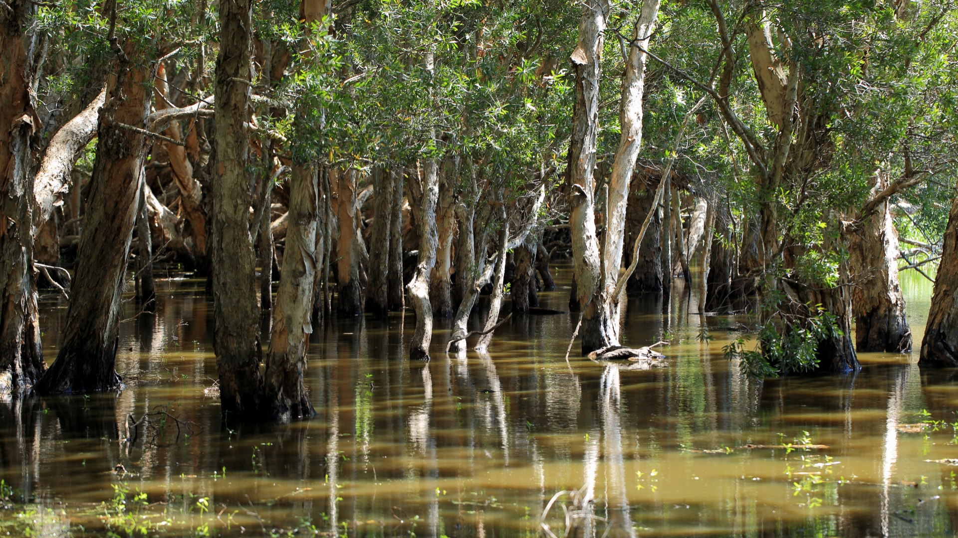 Download Nature Swamp HD Wallpaper