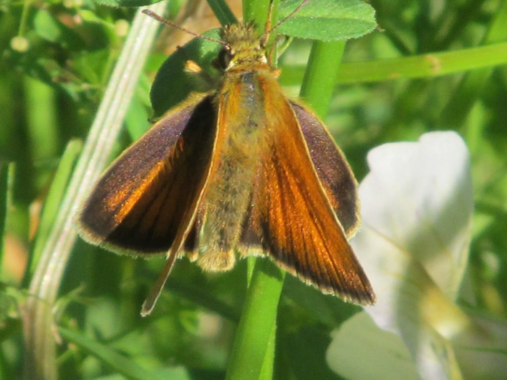 metulj by AlphaSystem