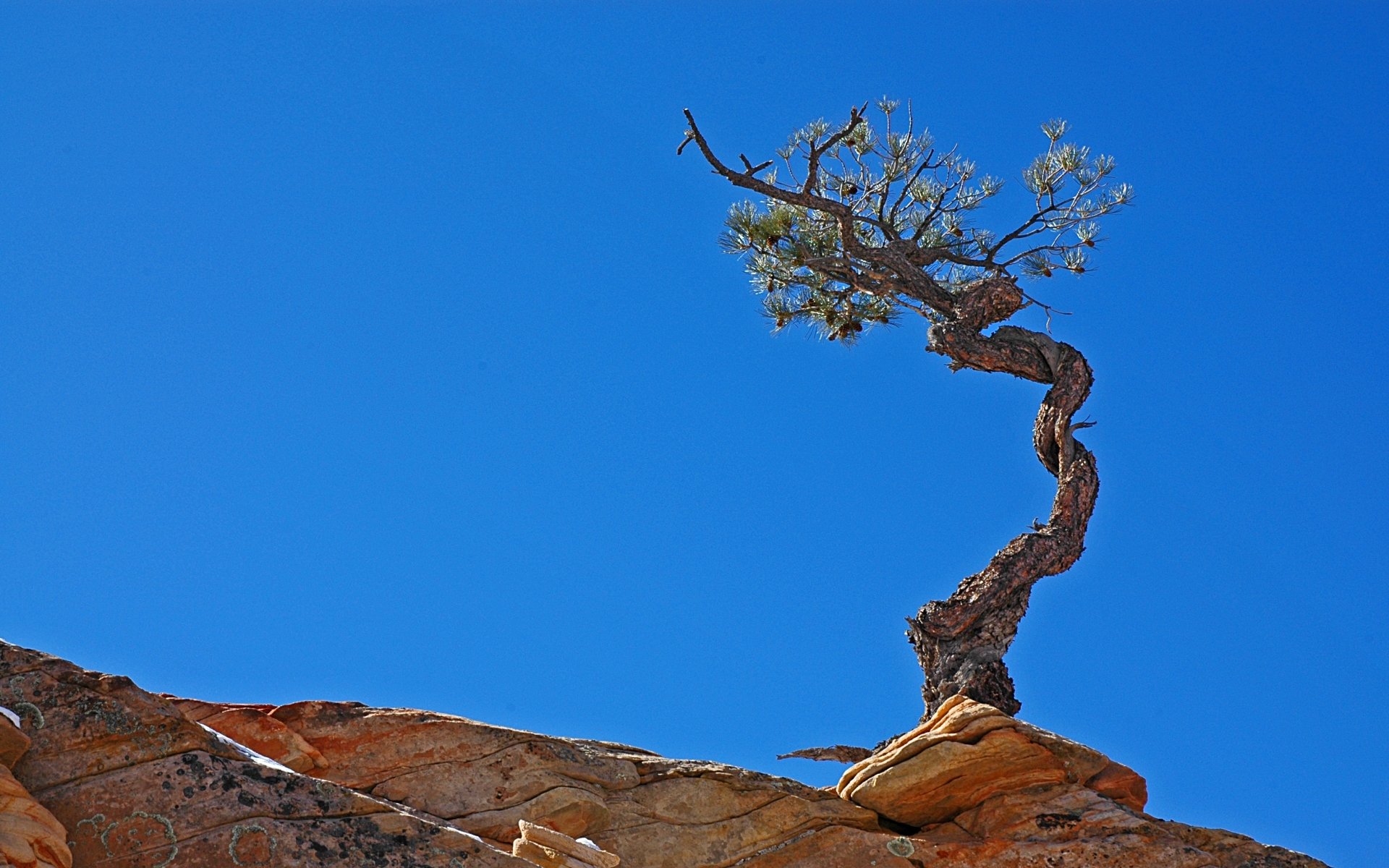 Download Nature Twisted Tree HD Wallpaper