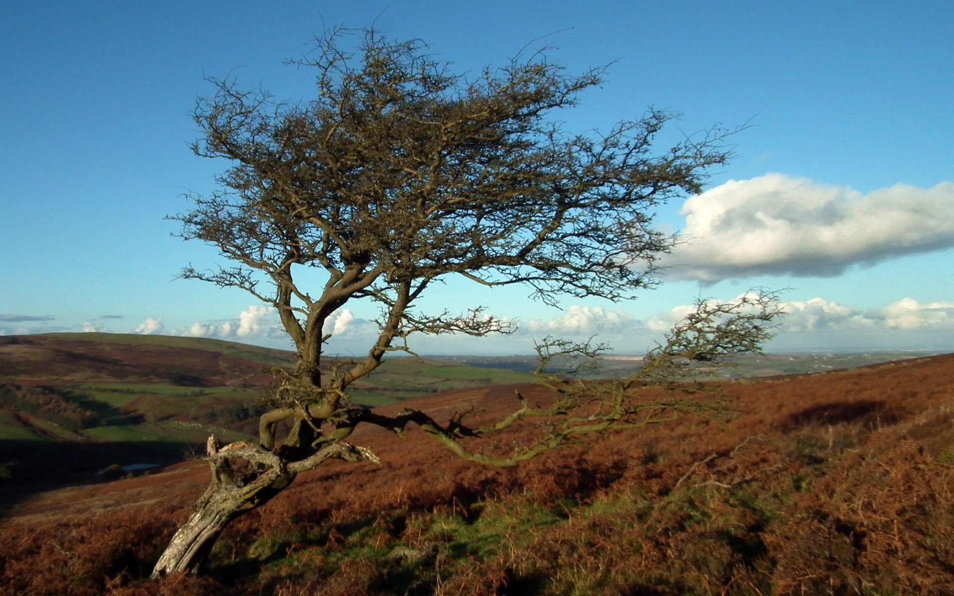 Download Nature Twisted Tree HD Wallpaper