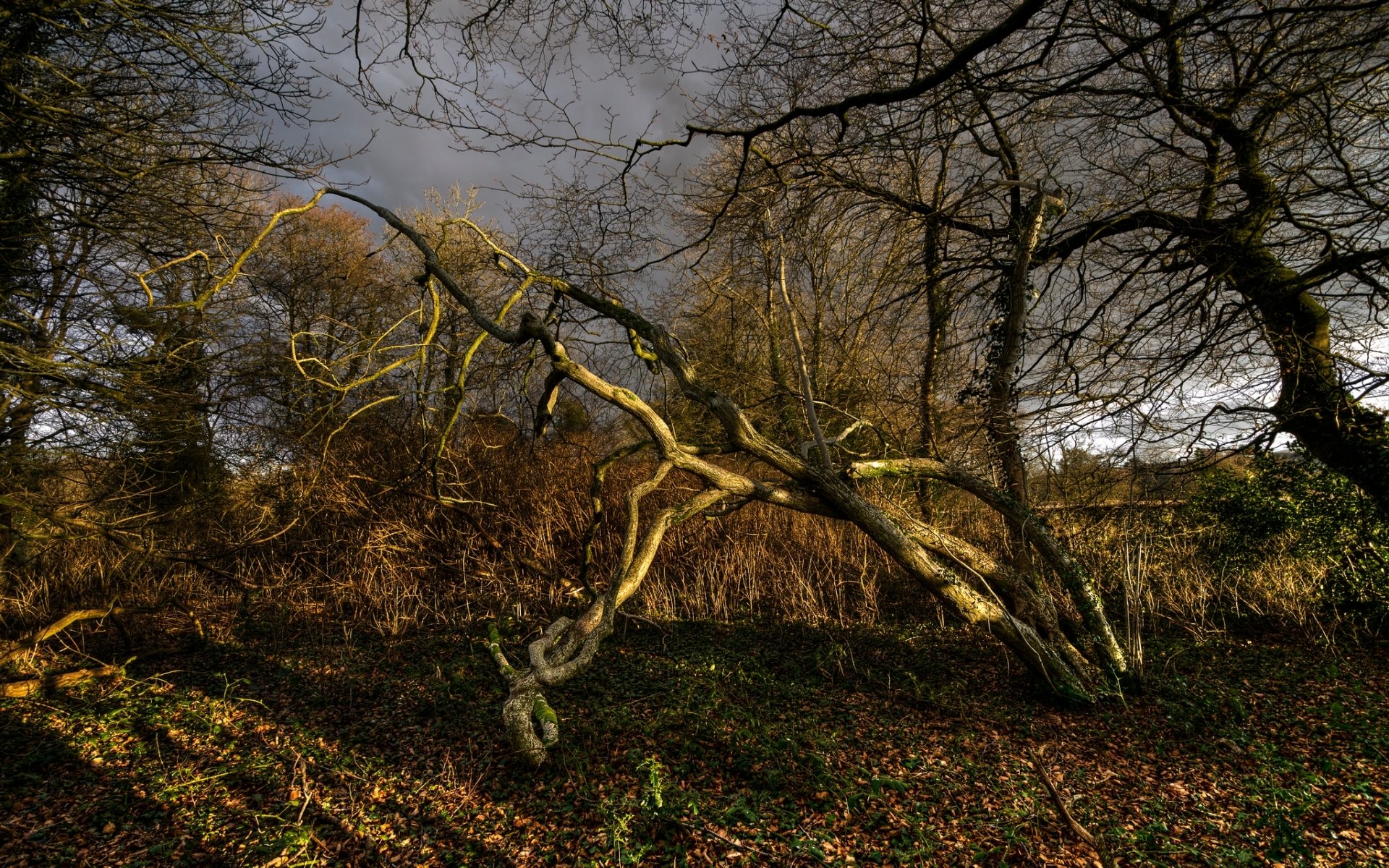 Download Nature Twisted Tree HD Wallpaper