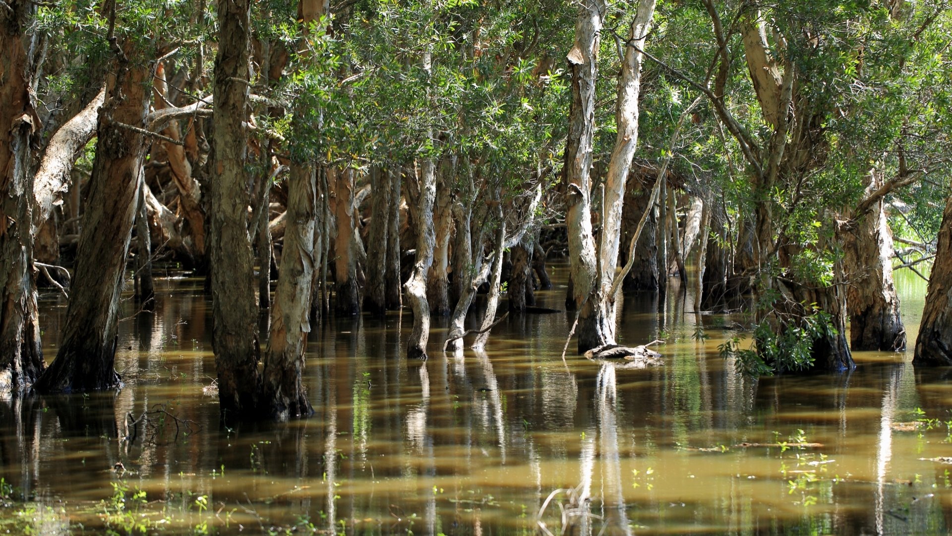 Download Nature Swamp HD Wallpaper