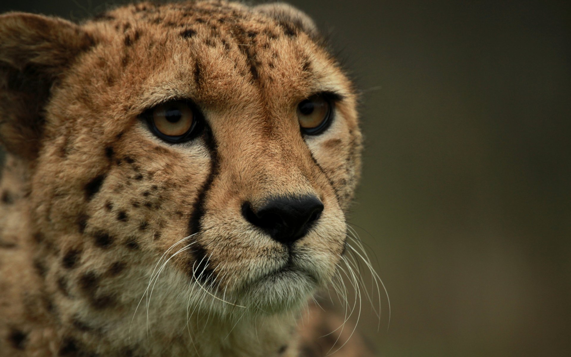 Stunning Cheetah HD Wallpaper: Nature's Fastest Predator