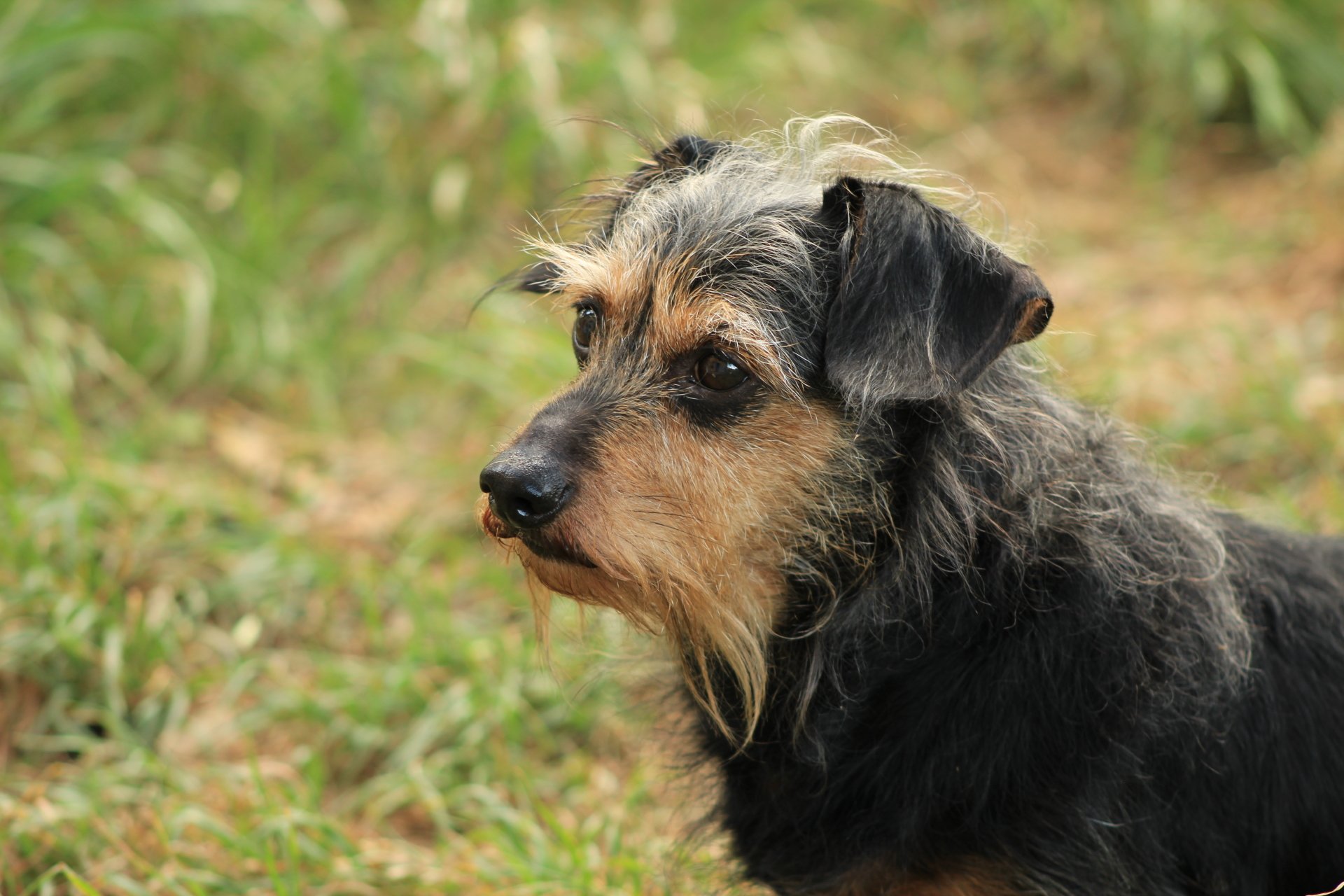 My Dog Bucky by Zachary