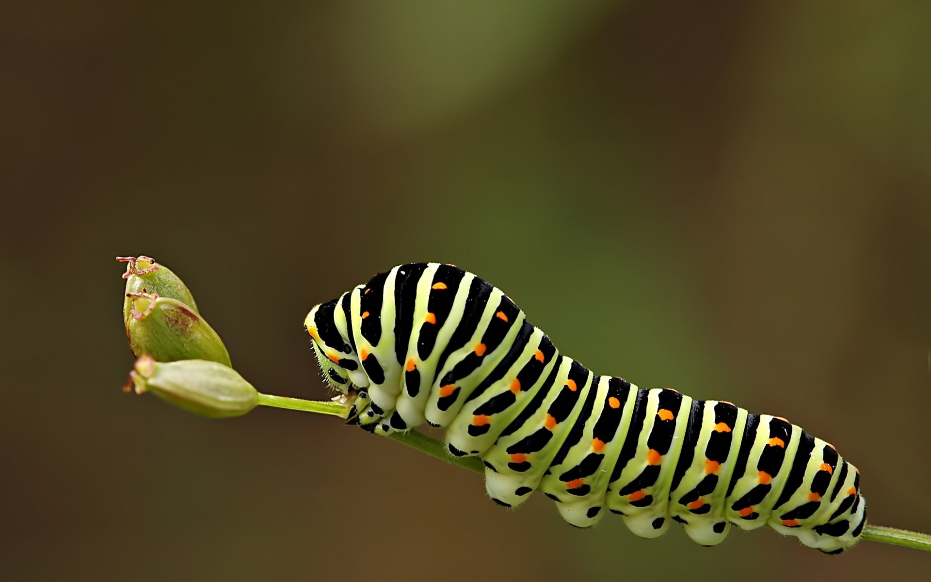 Download Animal Caterpillar HD Wallpaper