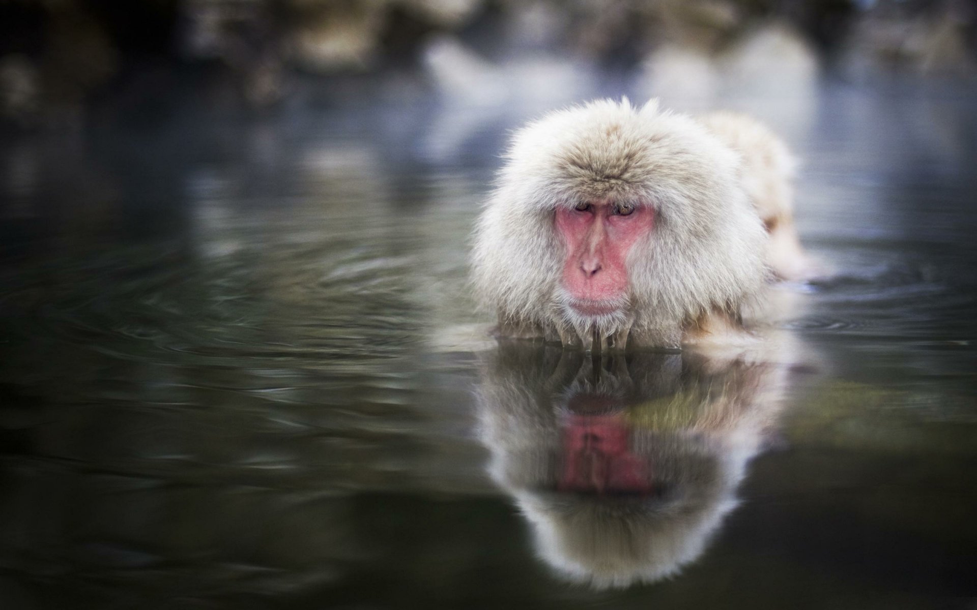 Snow Monkey Serenity — Japanese Macaque 2K Wallpaper | 2560x1600 ...