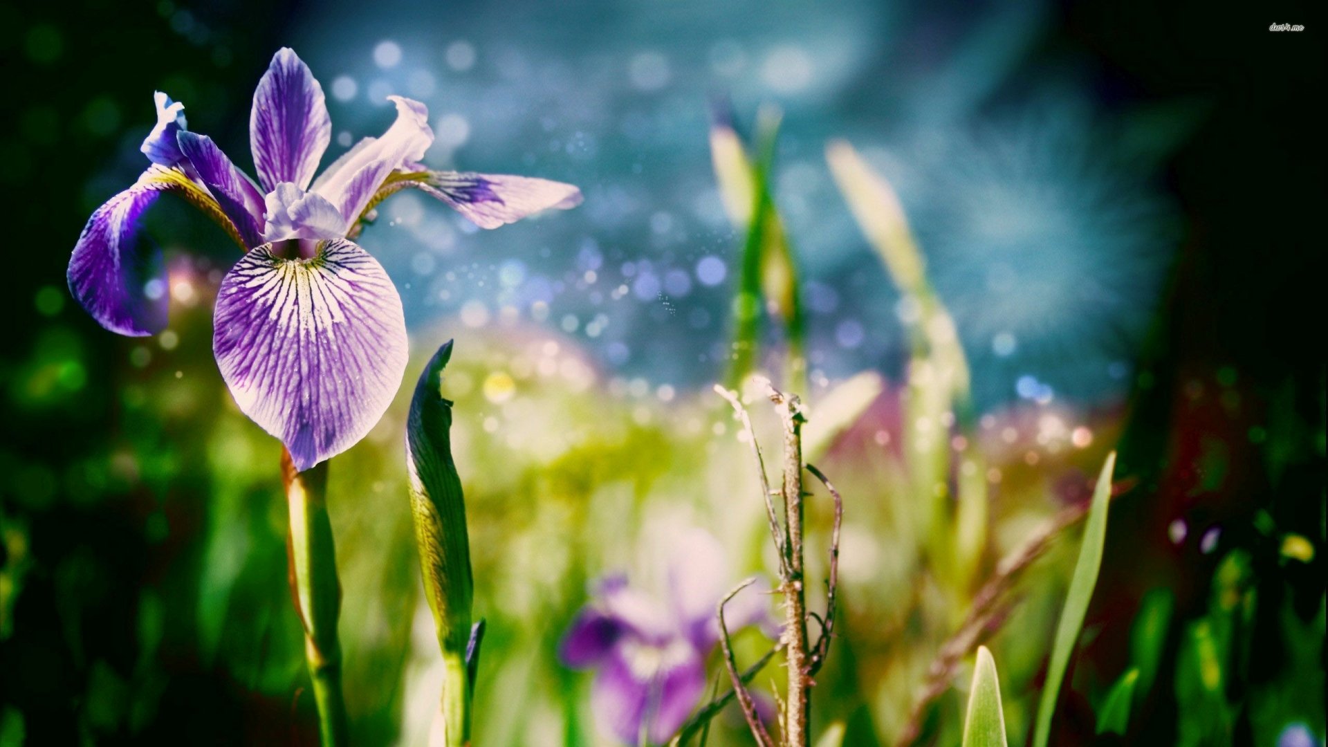 Download Flower Nature Iris HD Wallpaper