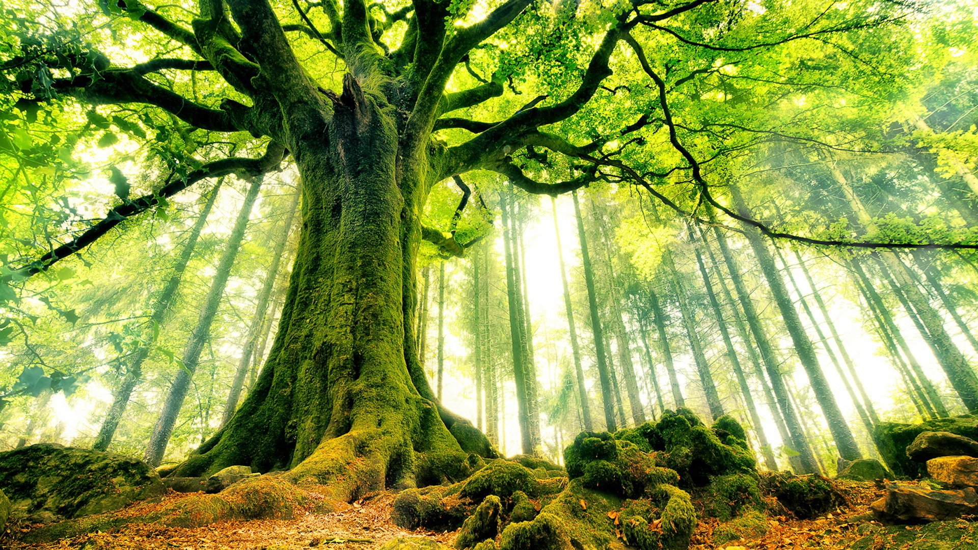 Download Nature Tree HD Wallpaper