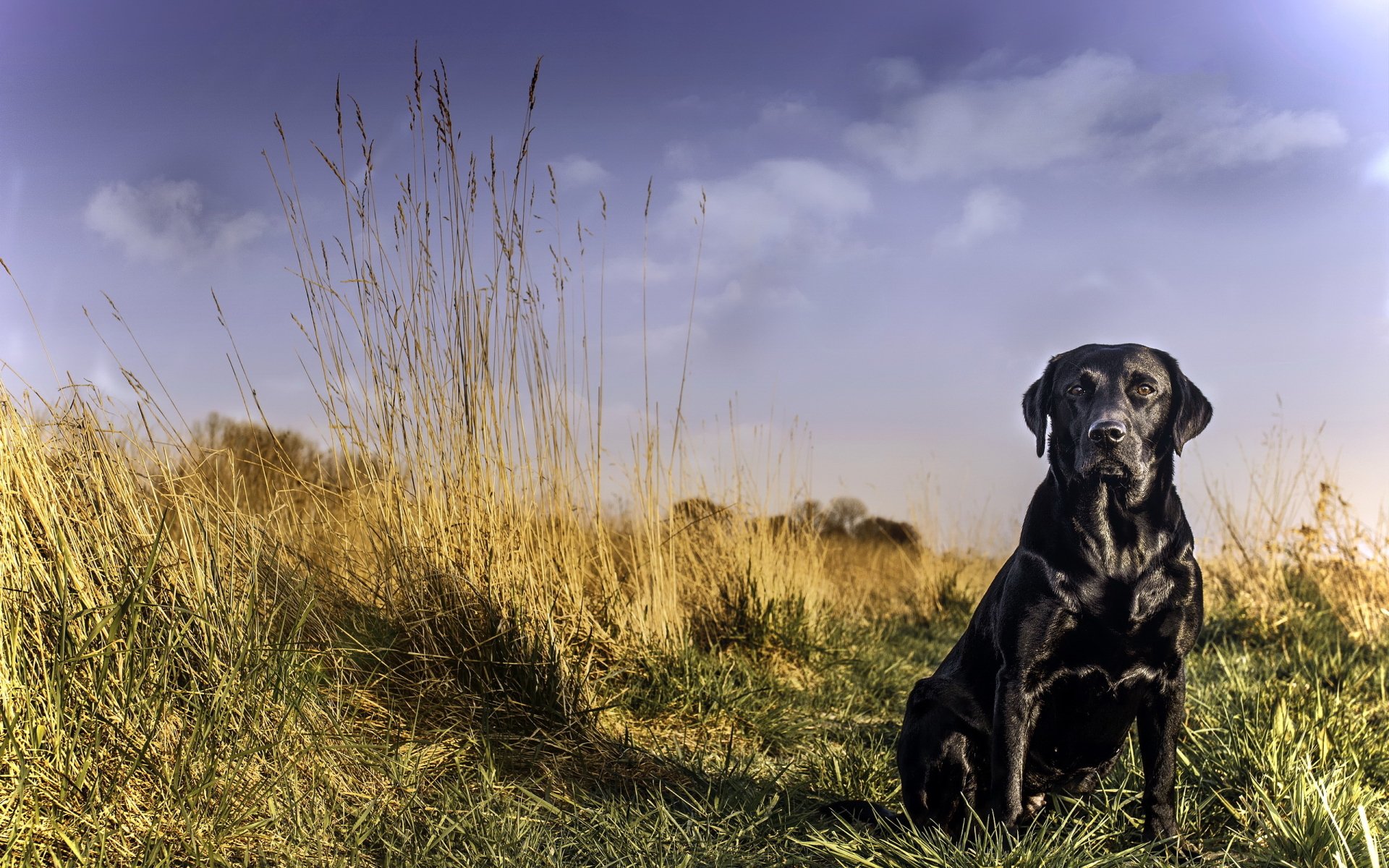 Download Animal Labrador Retriever HD Wallpaper