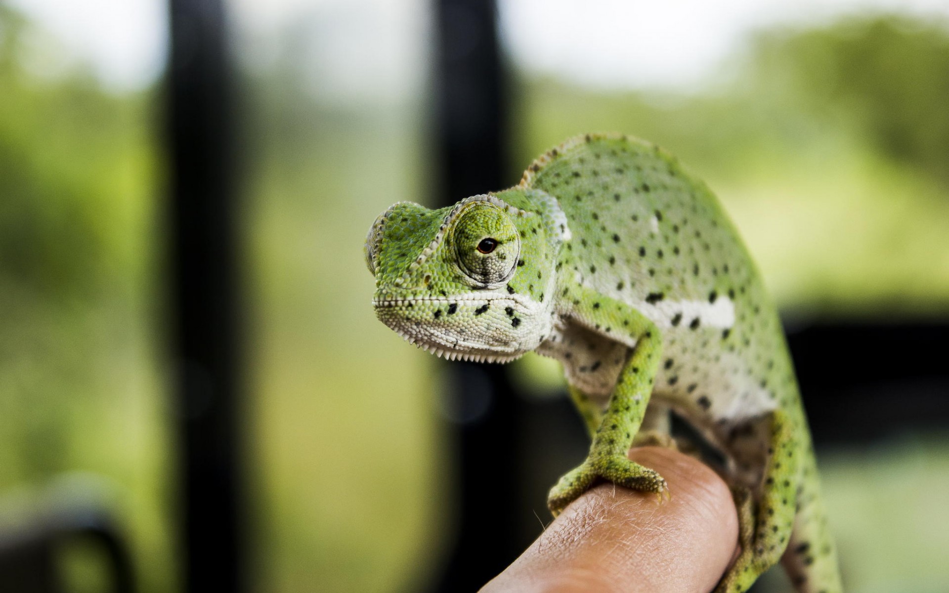 Animal Chameleon HD Wallpaper