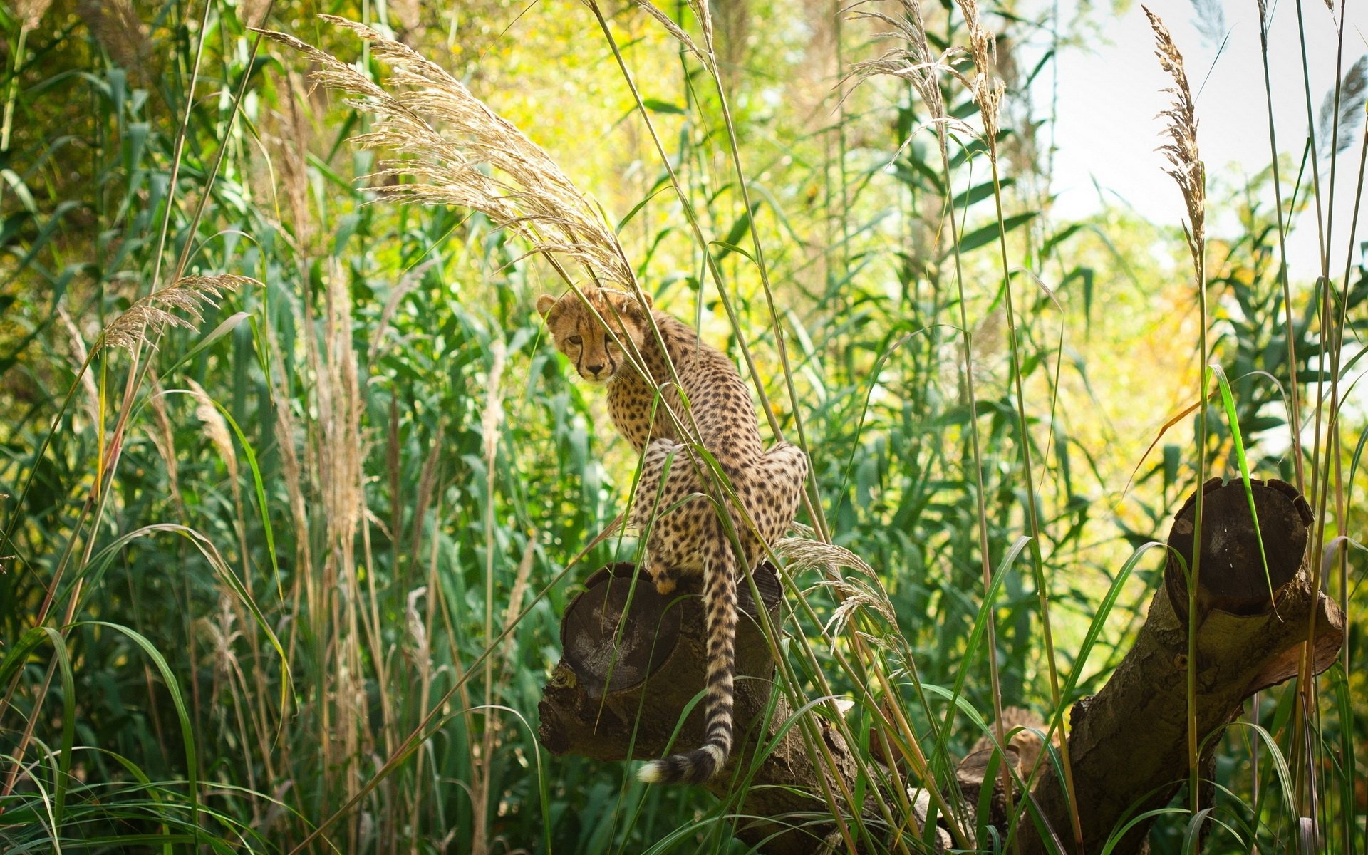 Cheetah in the Wild: Stunning HD Animal Wallpaper