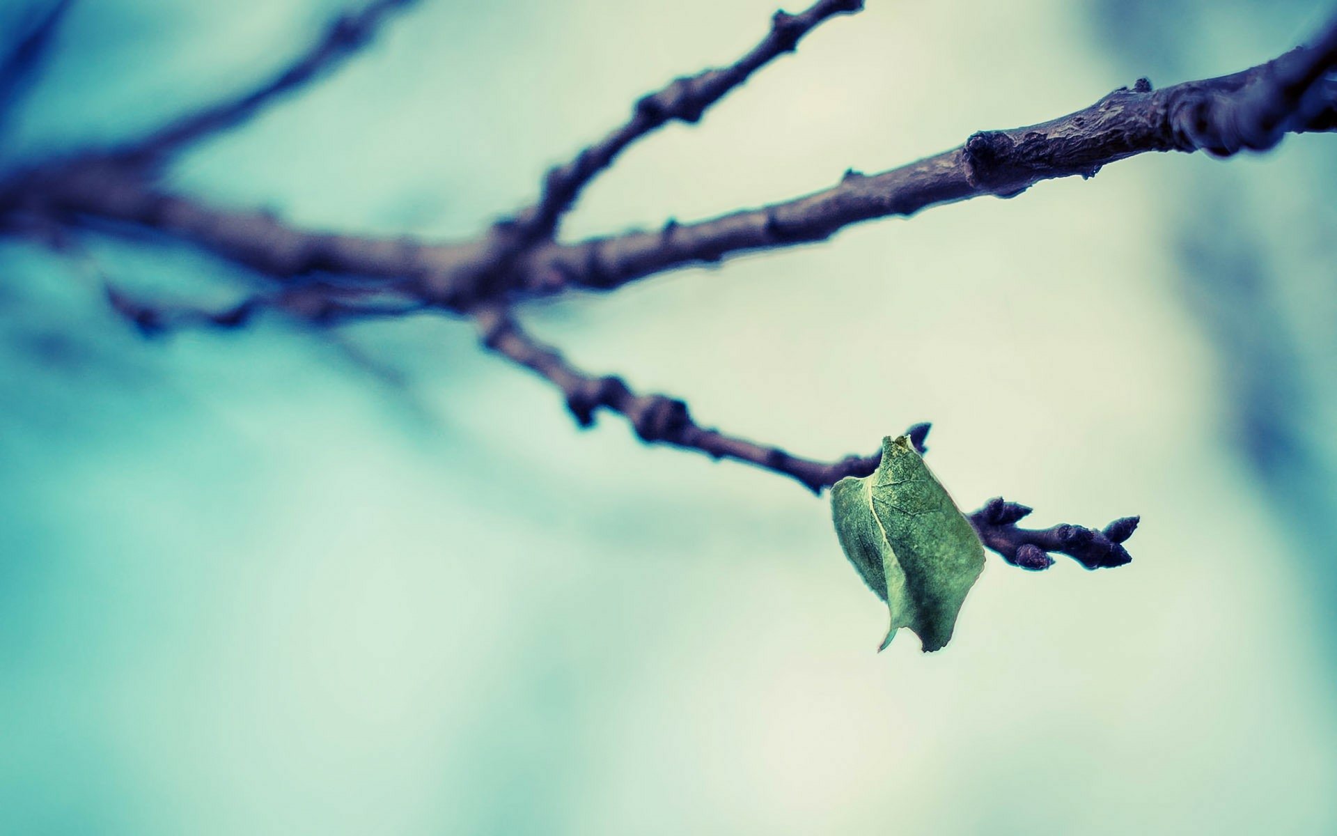 Nature Branch HD Wallpaper