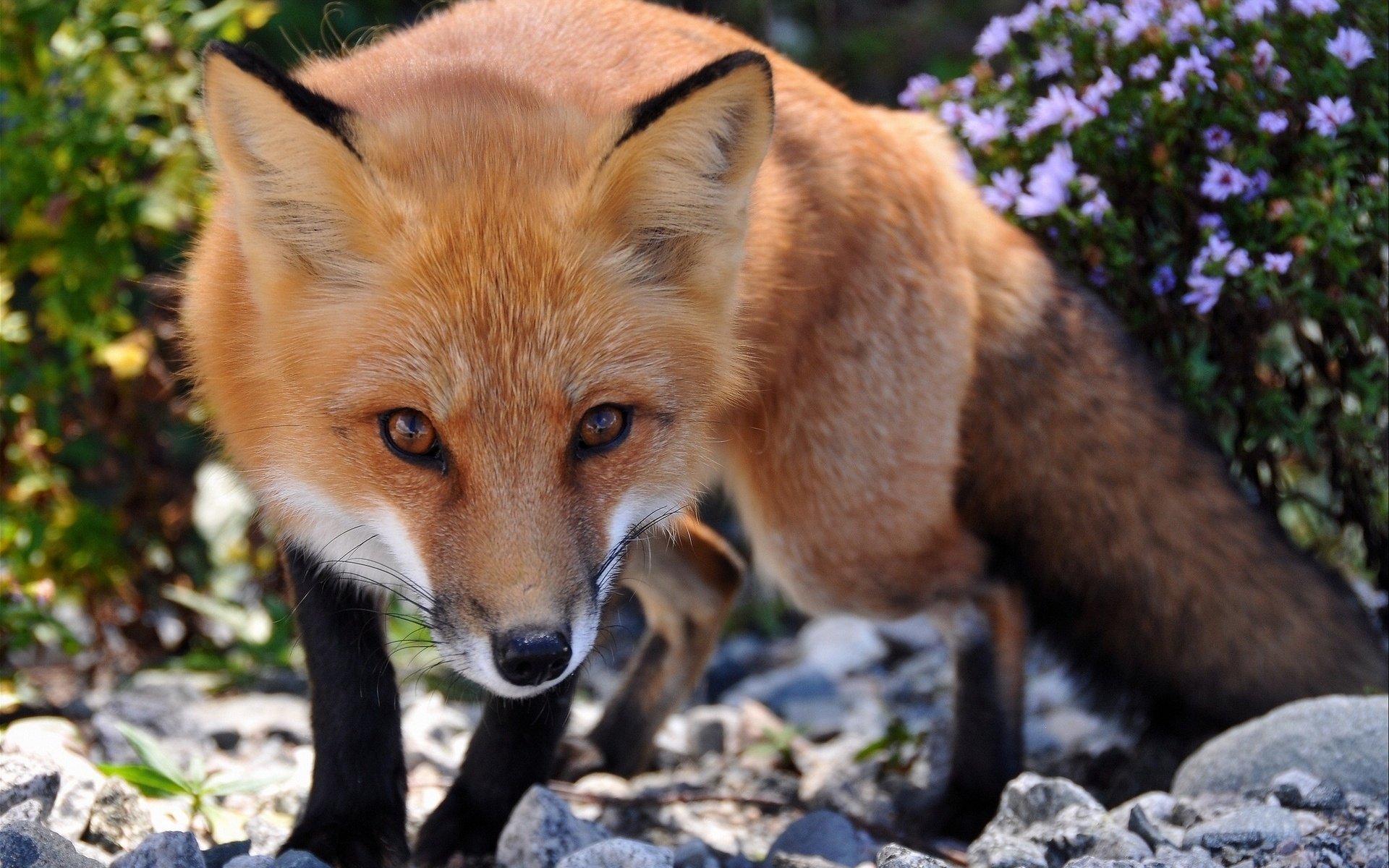 Majestic Fox HD Wallpaper: Nature’s Cunning Beauty