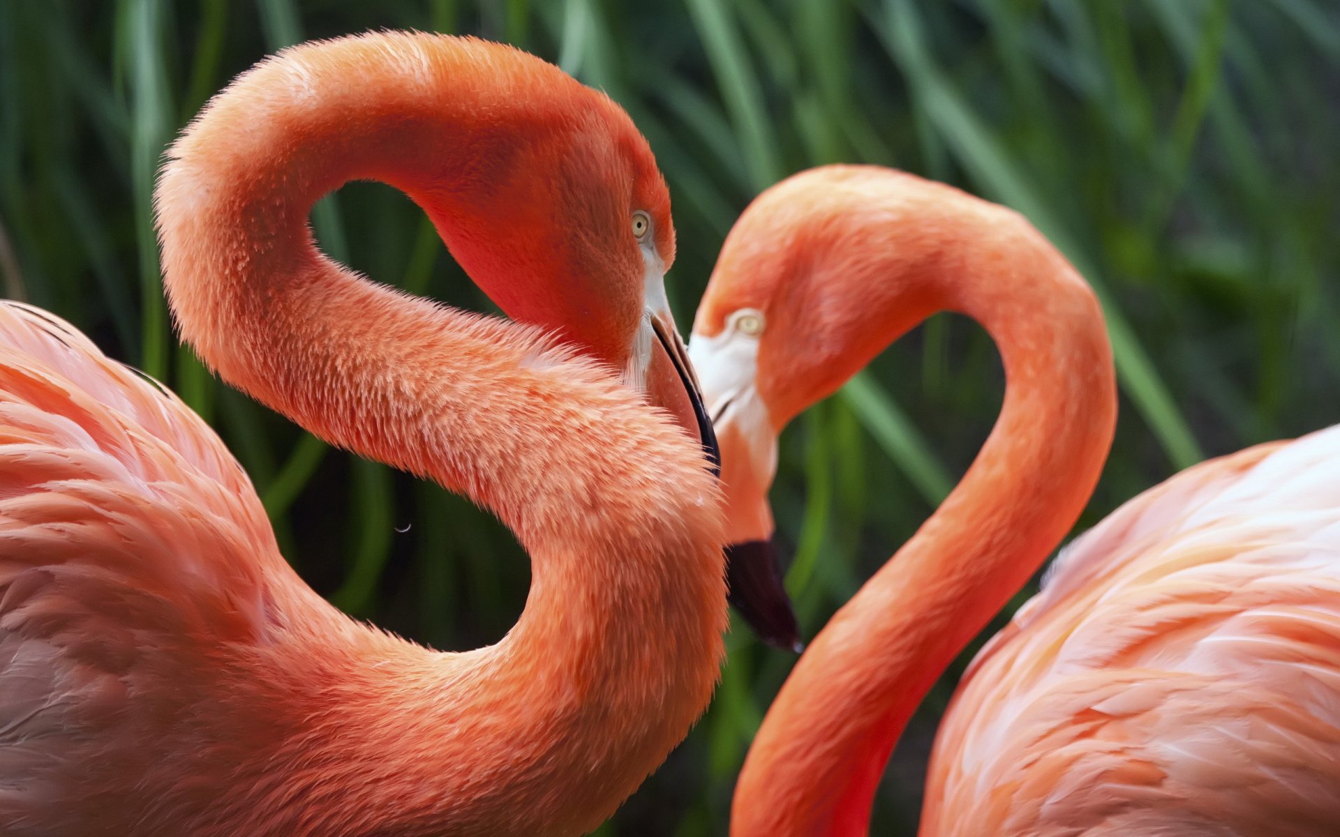 Download Animal Flamingo HD Wallpaper