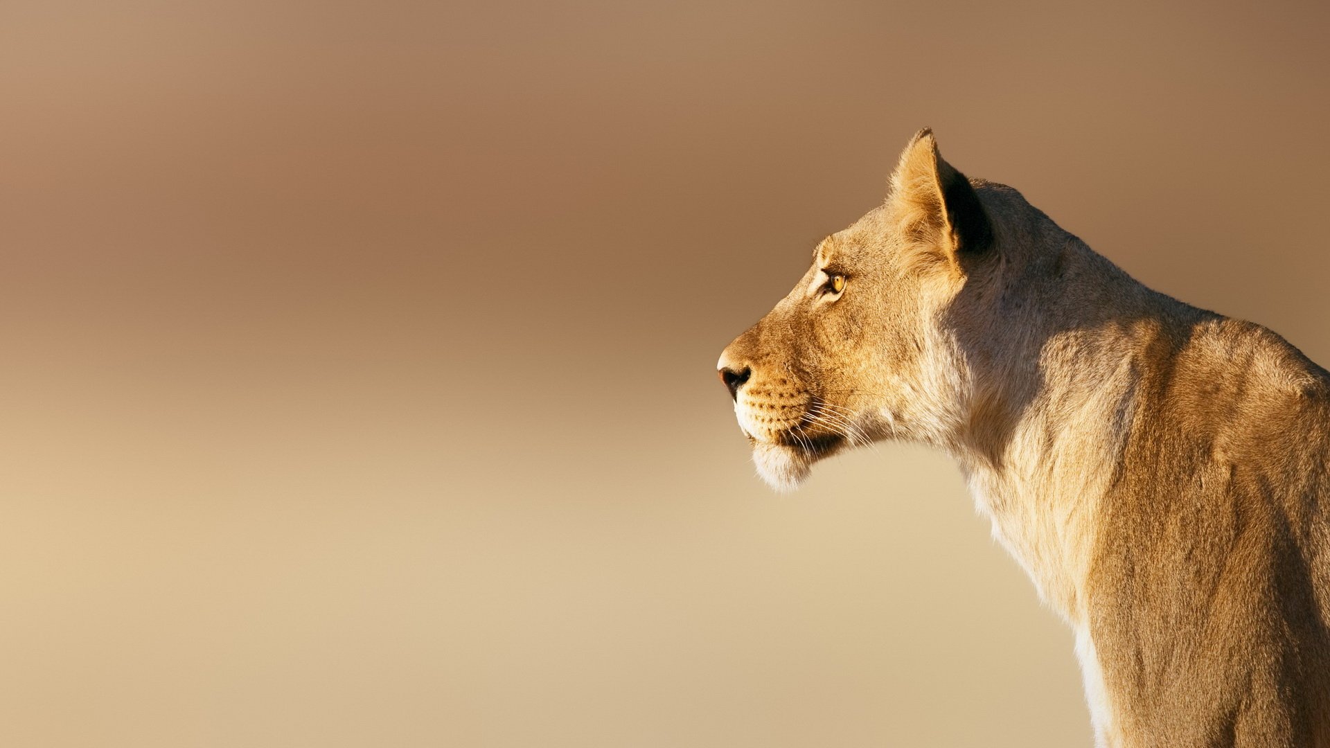 Majestic Lioness – Stunning HD Animal Wallpaper | 1920x1080 | Wallpaper ...