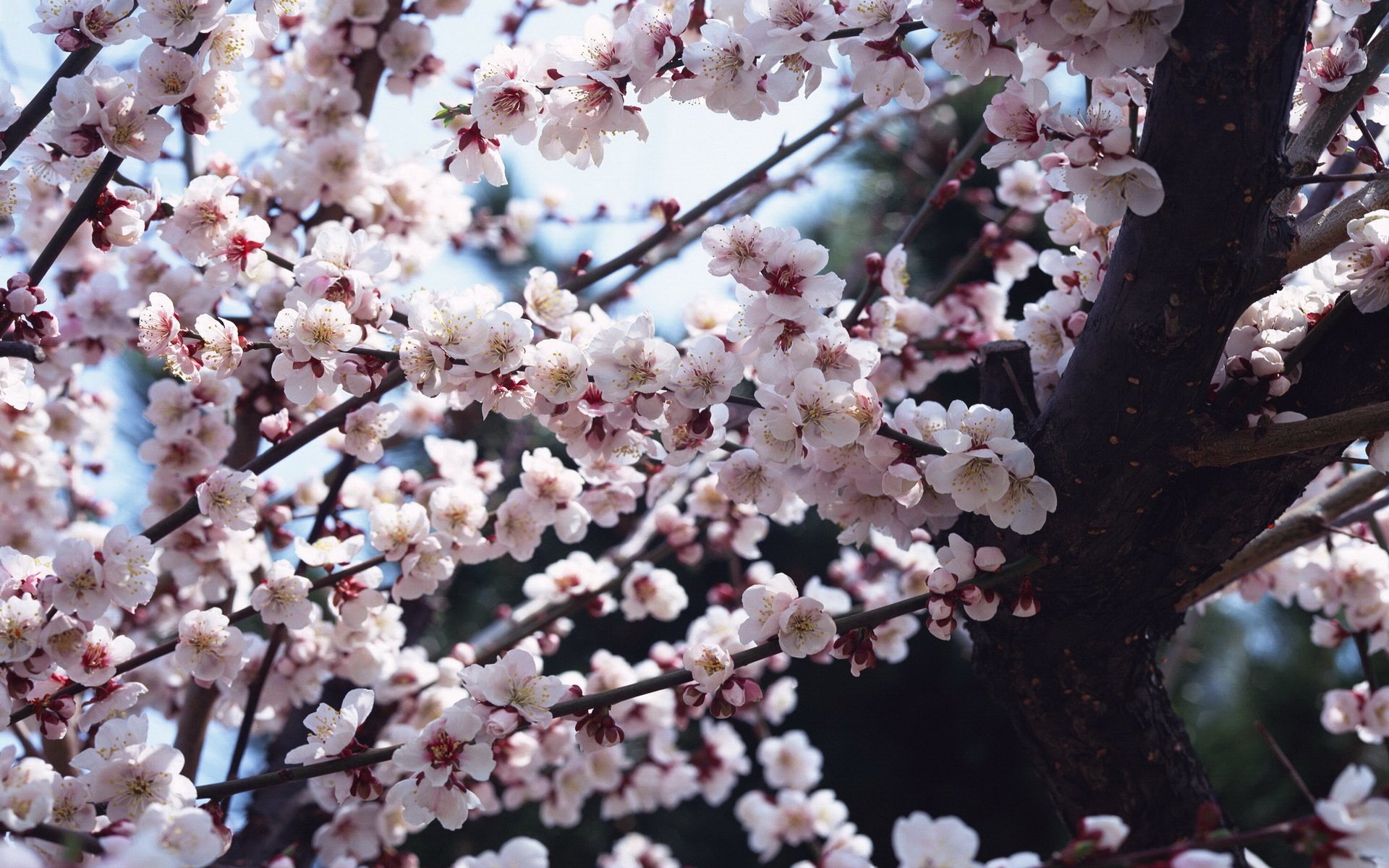 Download Nature Blossom HD Wallpaper