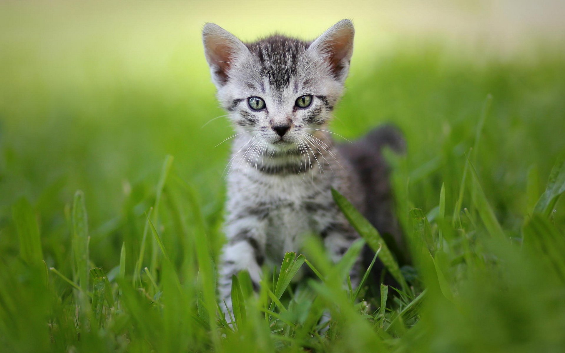 Animal Cat HD Wallpaper