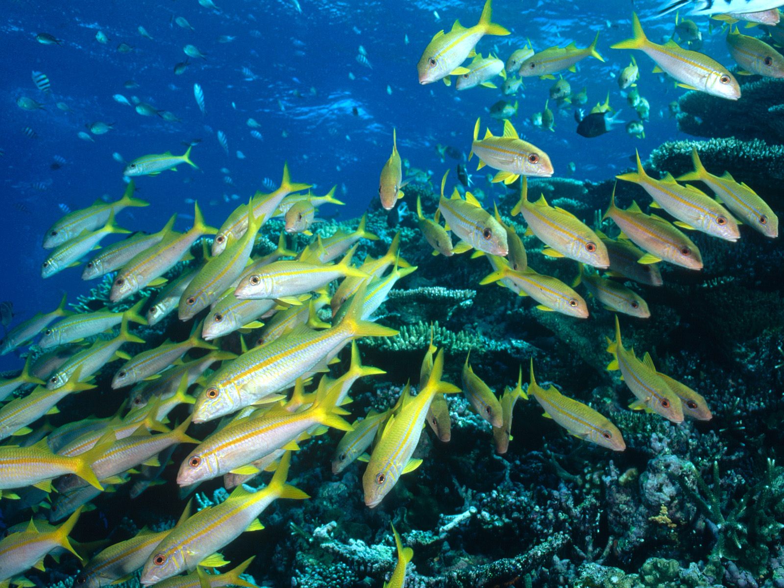 Download Animal Fish Wallpaper