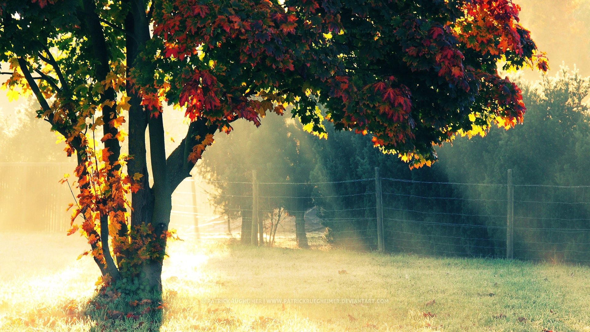 Autumn Glow — 2K Quad HD Fall Nature Wallpaper | 2560x1440 | Wallpaper ...