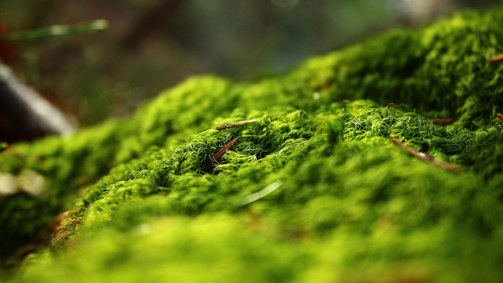 Download Spring Nature Moss HD Wallpaper