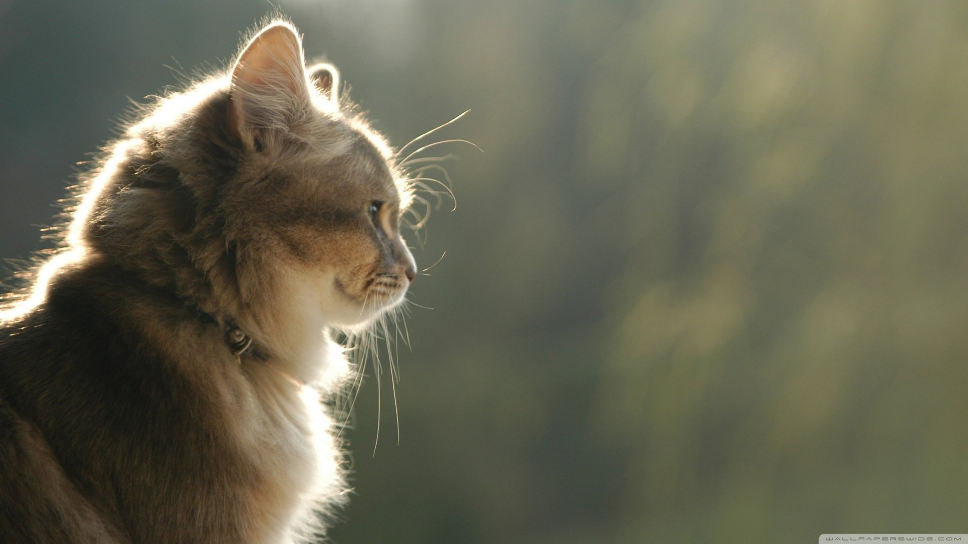 Serene Cat in Sunlit Glory - HD Animal Wallpaper | 2560x1440 ...