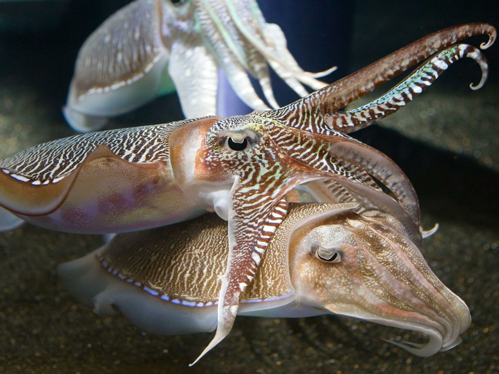 Download Animal Cuttlefish Wallpaper