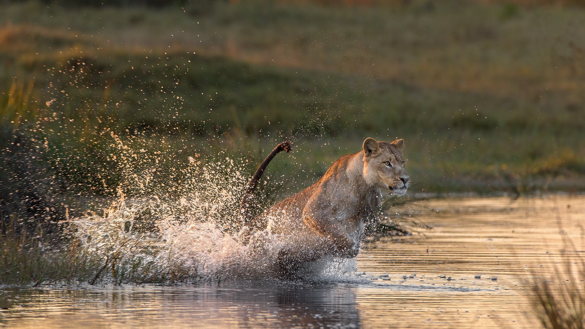 Majestic Lioness in Action - Stunning HD Wildlife Wallpaper