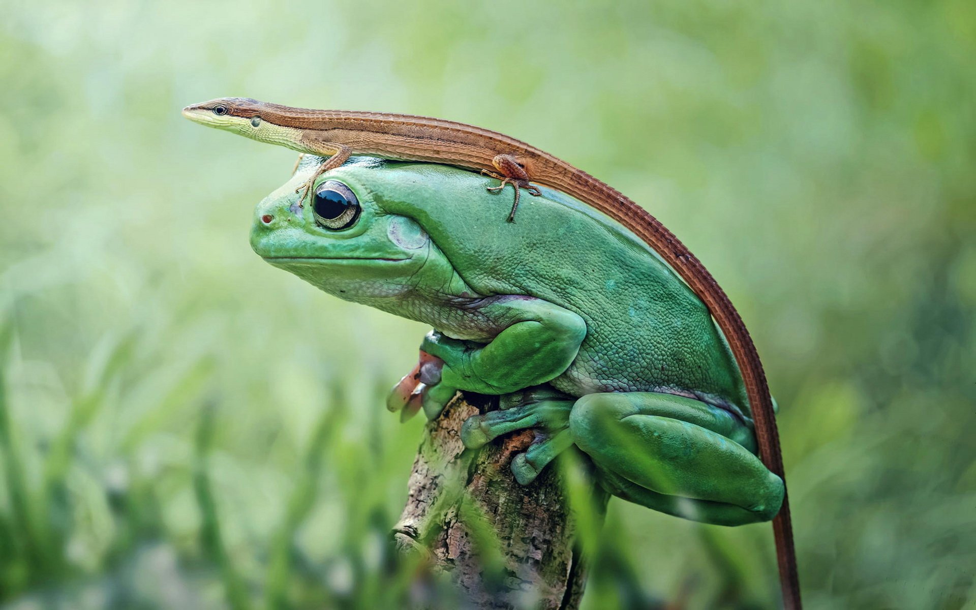 Lizard and Frog Harmony: Stunning HD Animal Wallpaper