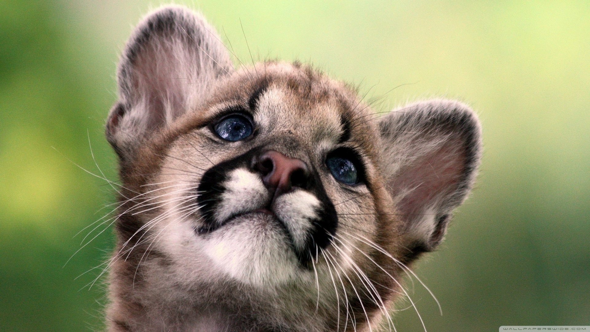 Curious Cougar Cub — 2K Quad HD Wallpaper | 2560x1440 | Wallpaper Abyss