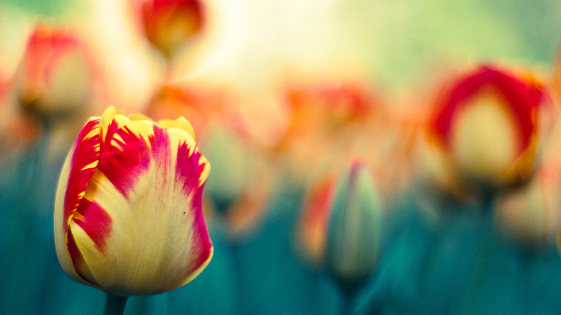 Download Nature Tulip HD Wallpaper