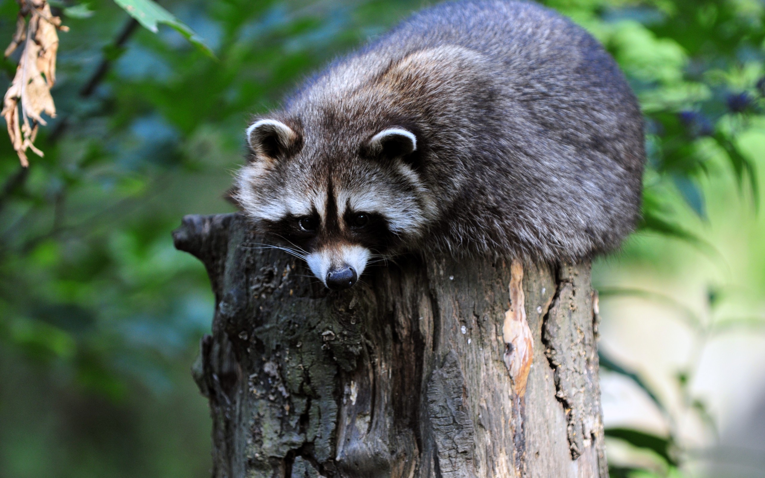 Download Animal Raccoon HD Wallpaper