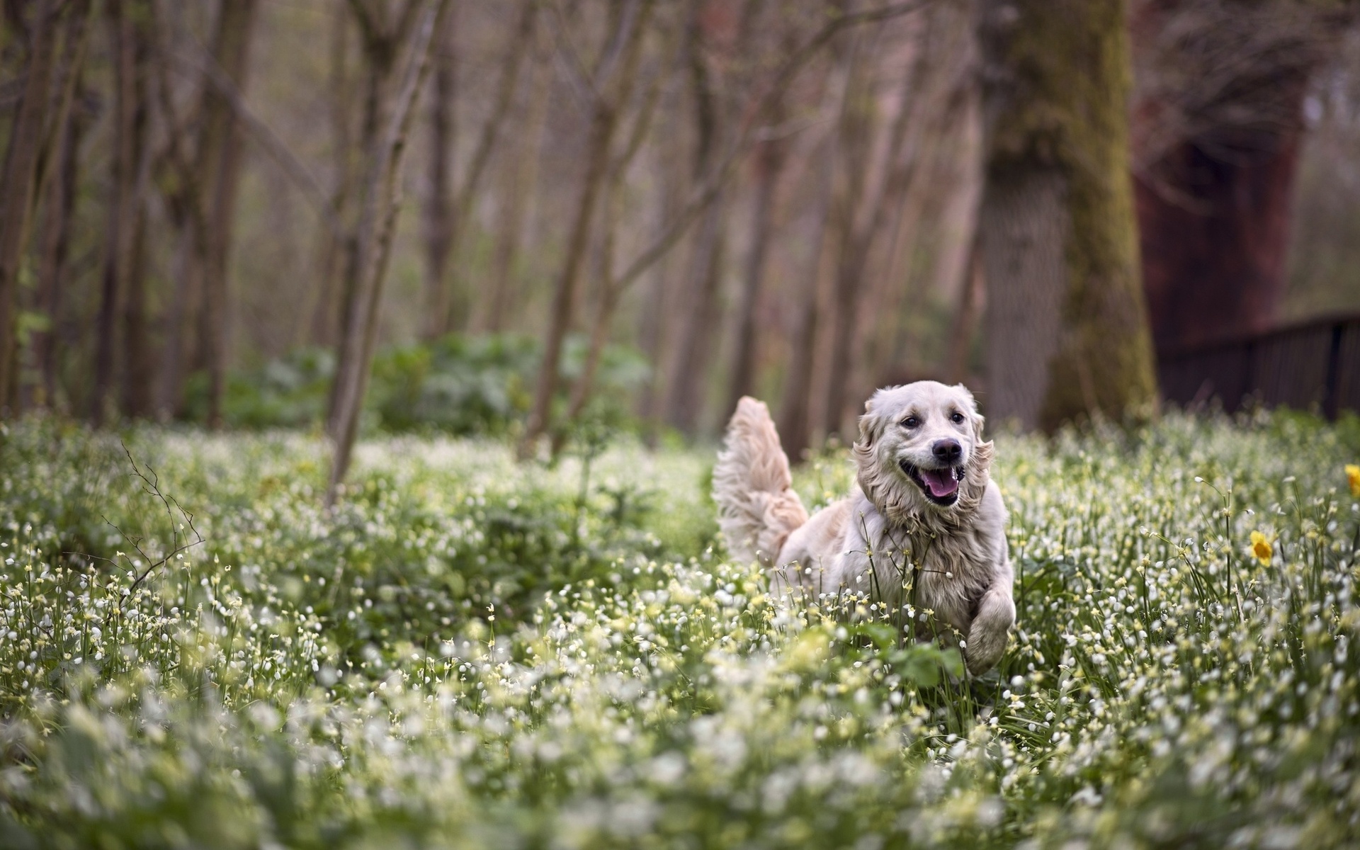 Spring Desktop Backgrounds With Puppies