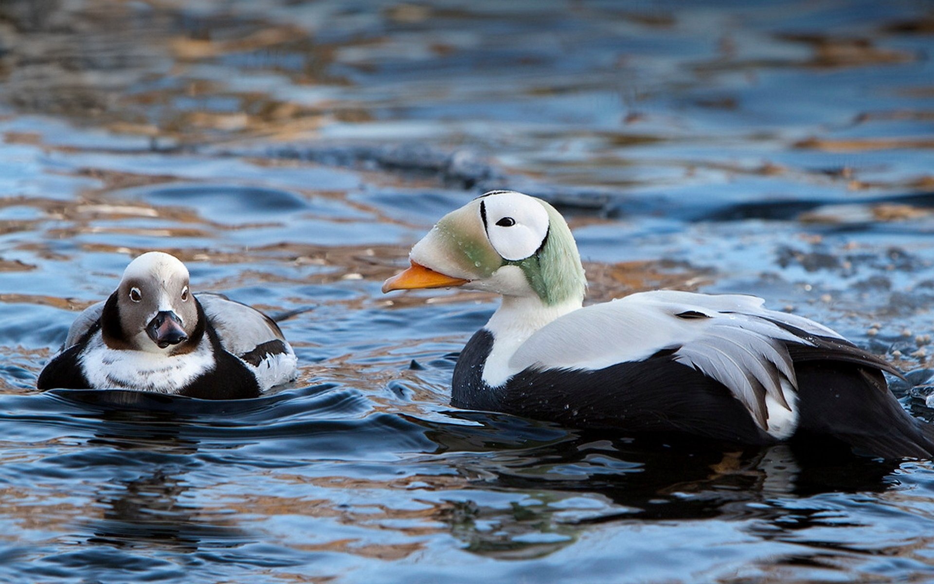 Download Animal Duck HD Wallpaper | 1920x1200 | Wallpaper Abyss