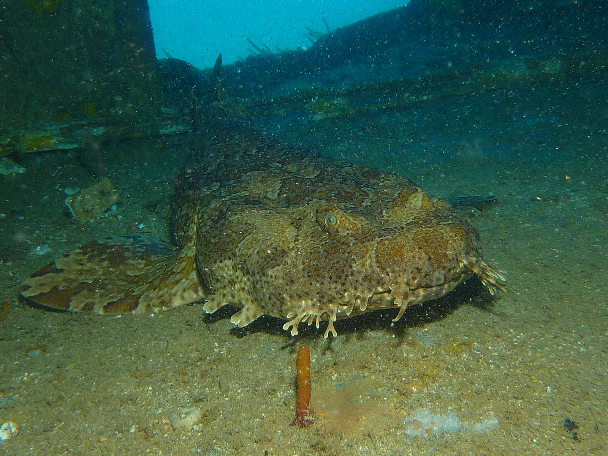 Spotted Wobbegong Shark HD Wallpaper