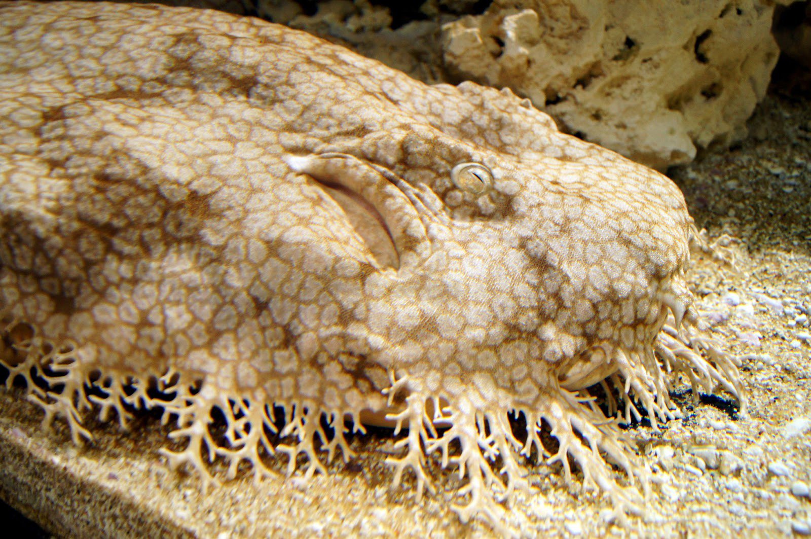 Animal Spotted Wobbegong Shark Wallpaper