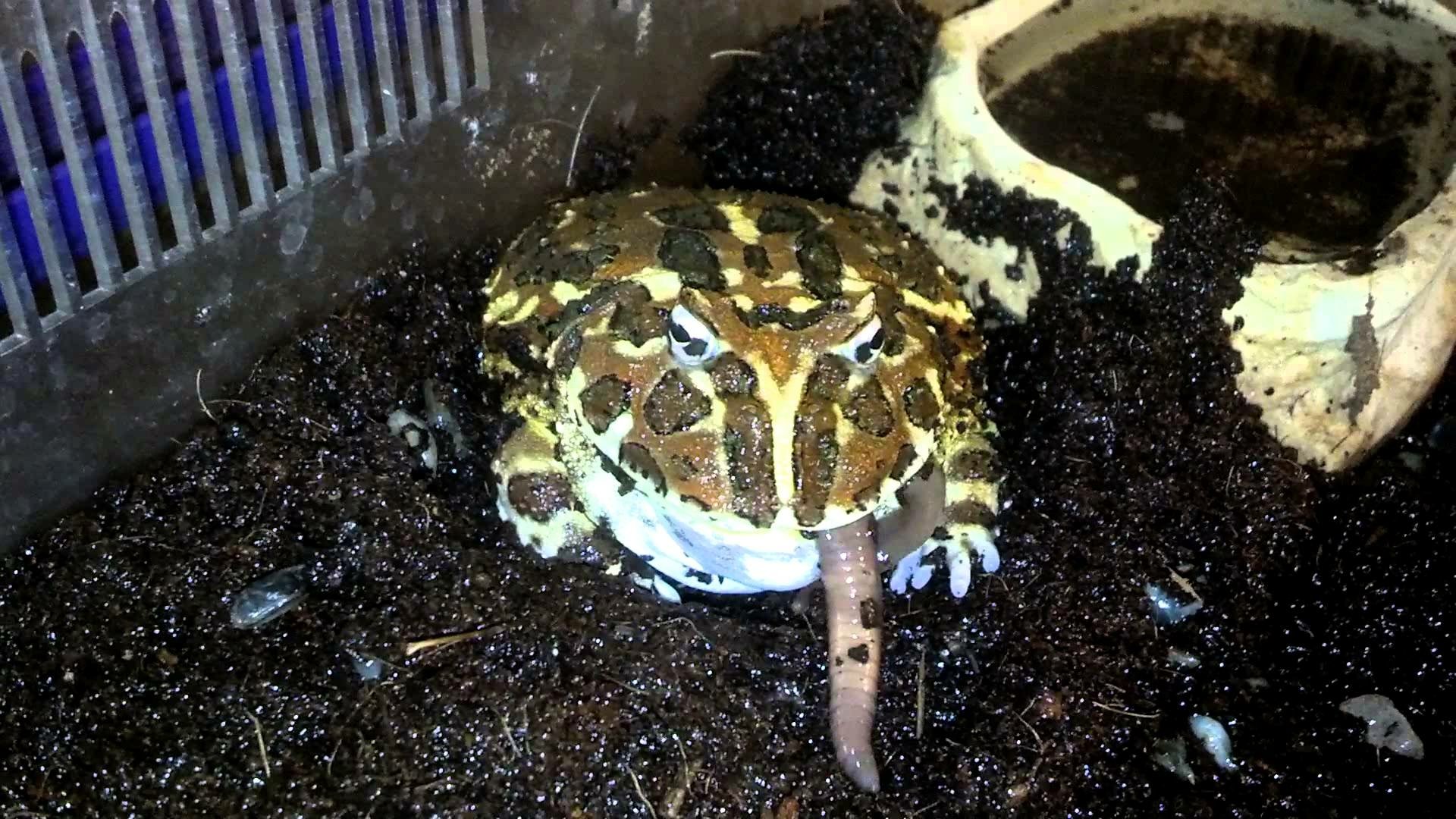 Pac-Man Frog HD Wallpaper