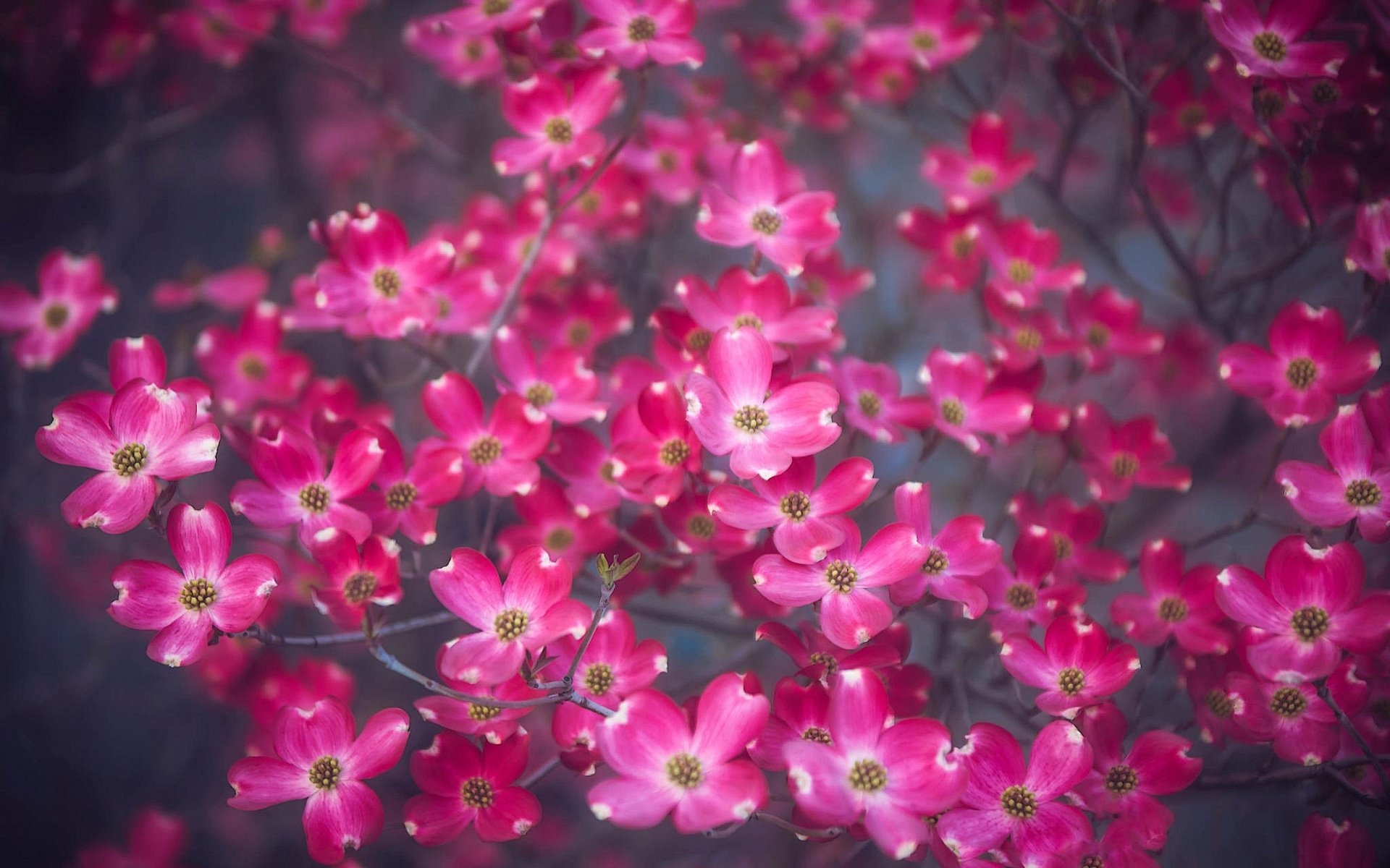 Download Nature Flower HD Wallpaper | 1920x1200 | Wallpaper Abyss