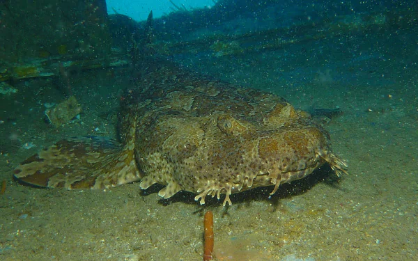 Download Animal Spotted Wobbegong Shark 4k Ultra HD Wallpaper