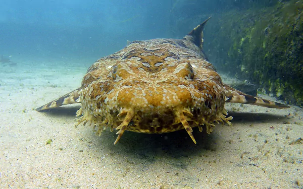 Spotted Wobbegong Shark Wallpapers