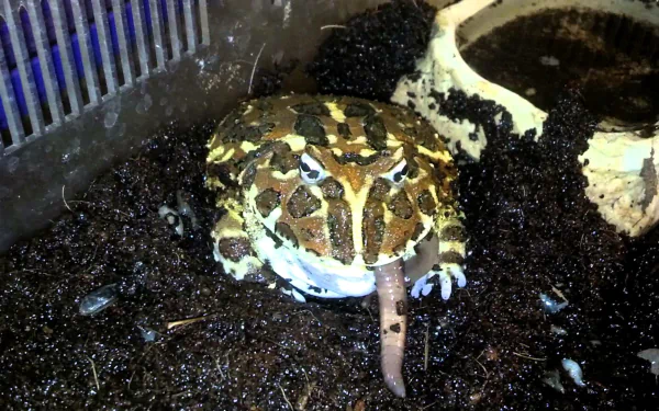 [10+] Pac-man Frog Wallpapers