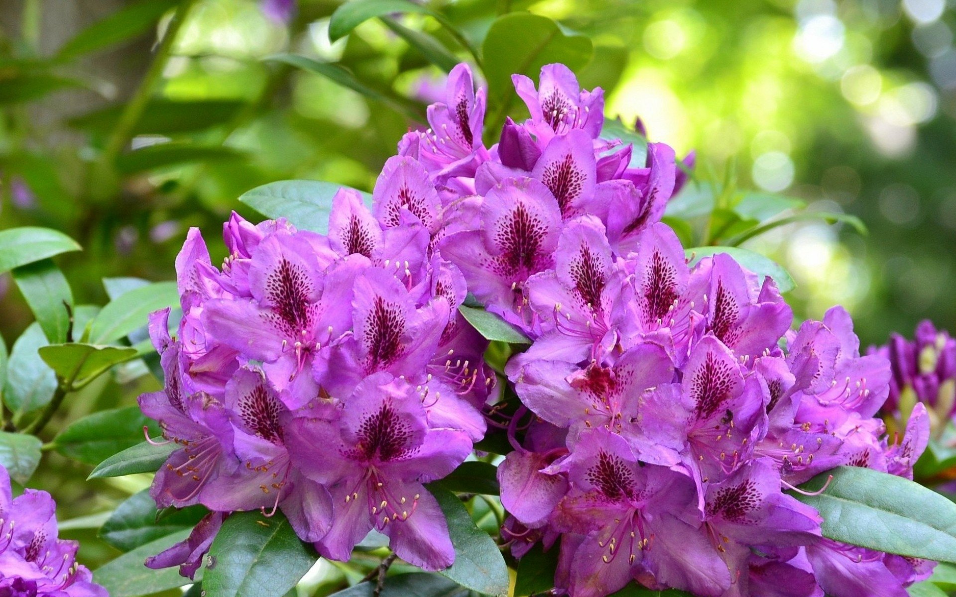 Download Nature Azalea HD Wallpaper