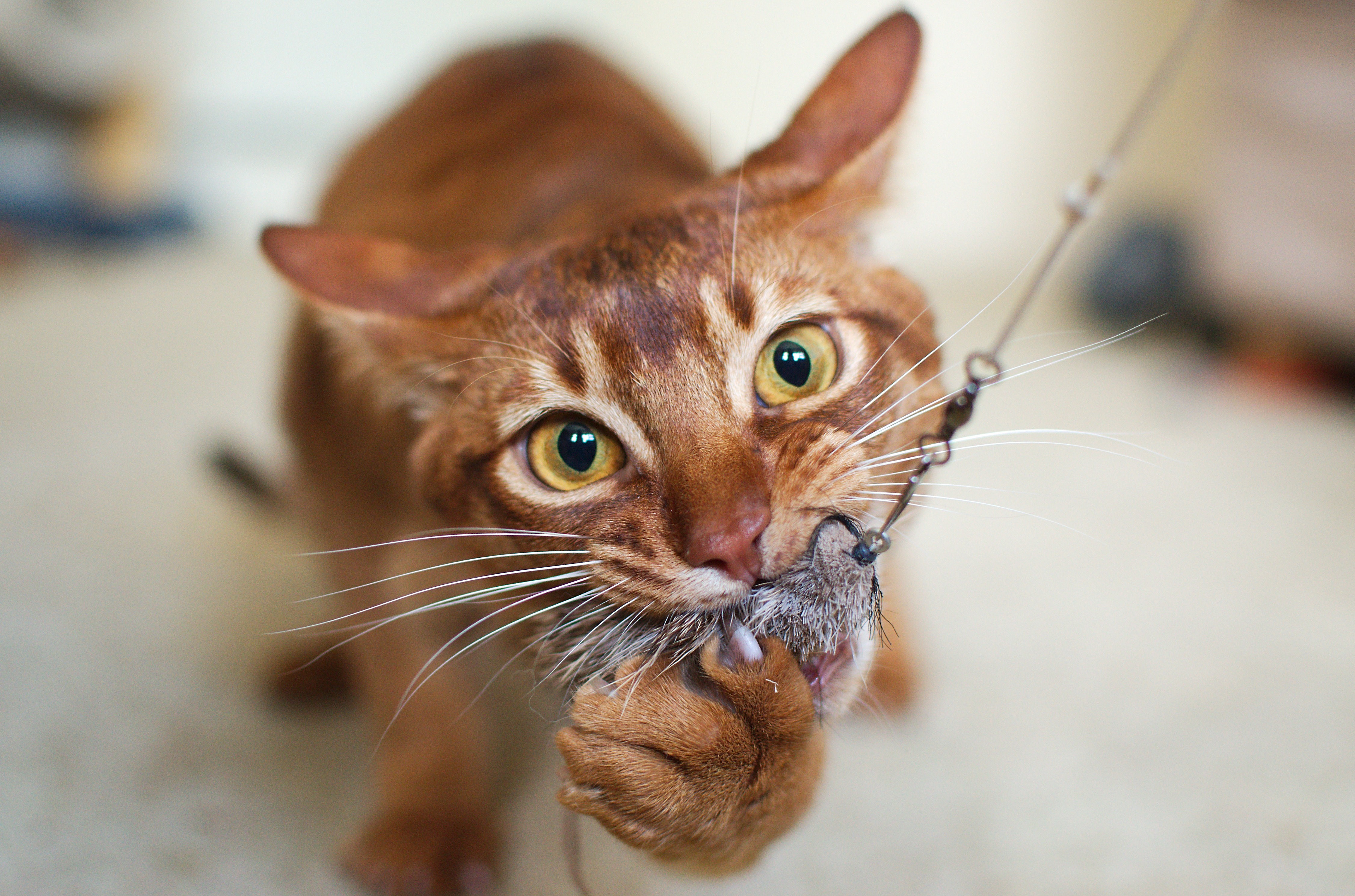 El Gato Hd 4k Wallpapers Fondos De Pantalla Hd 4k Gatos