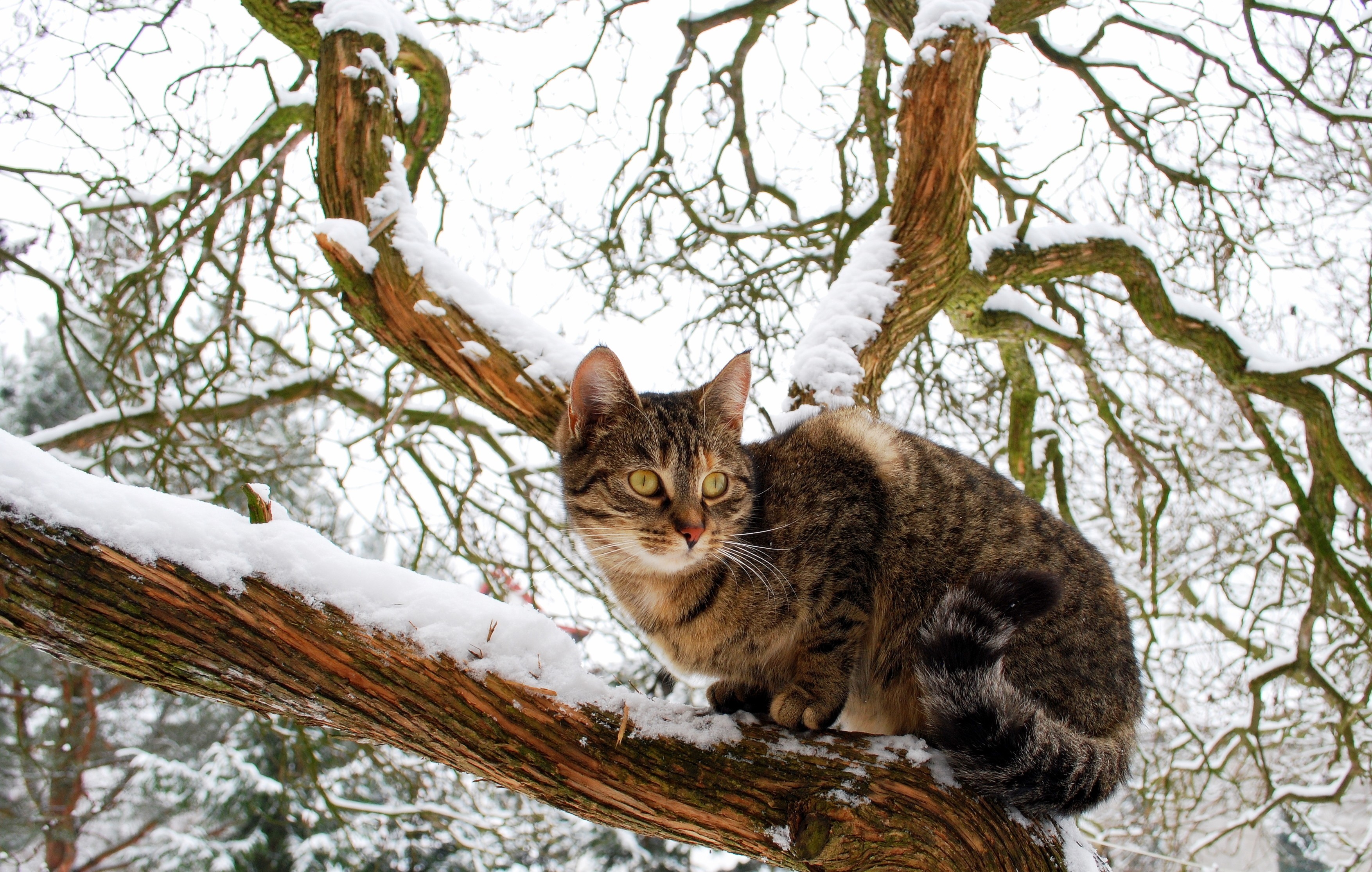 Majestic Winter Cat: HD Animal Wallpaper