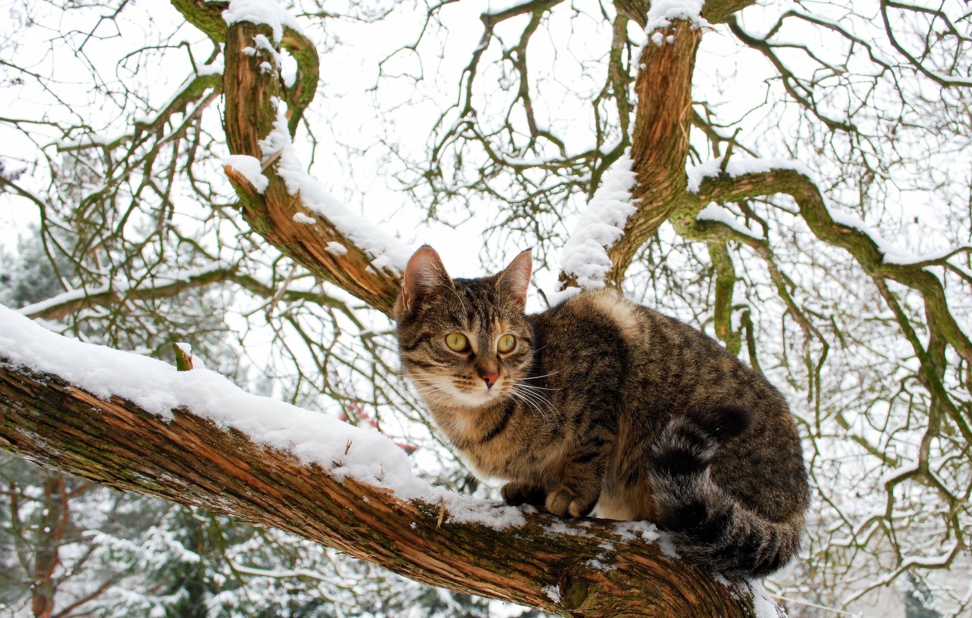 Majestic Winter Cat: HD Animal Wallpaper