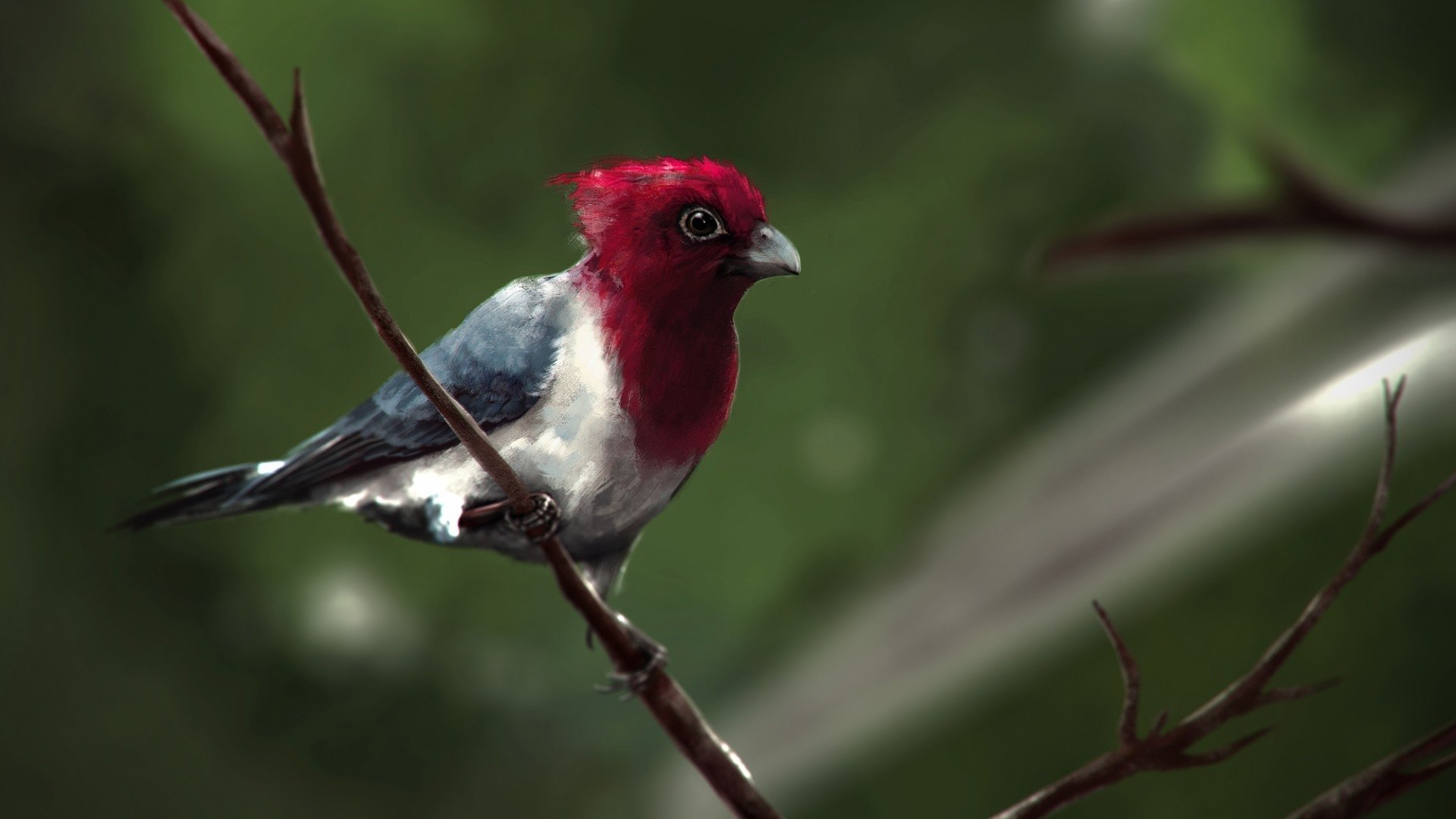 Download Animal Bird HD Wallpaper