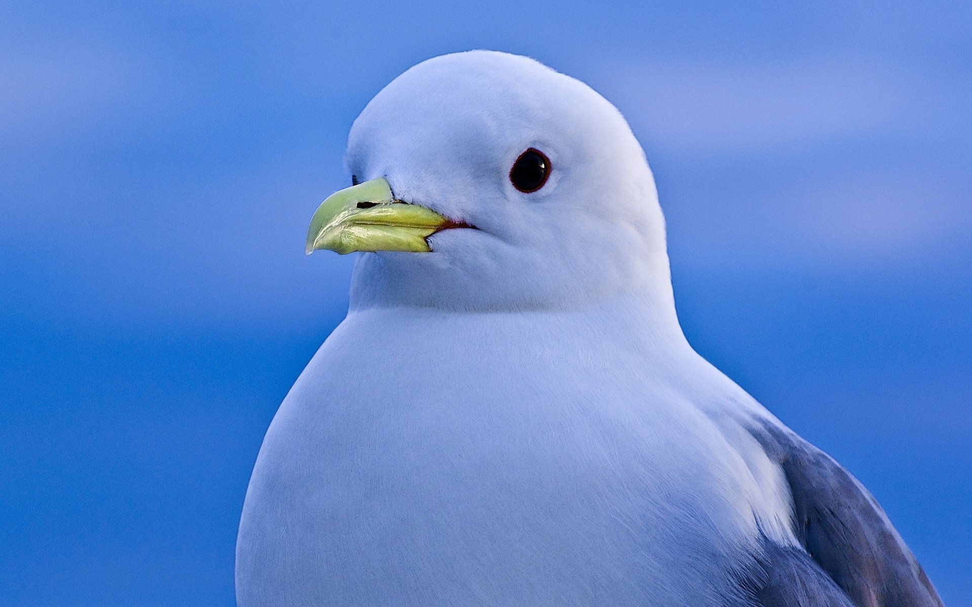 Animal Seagull HD Wallpaper